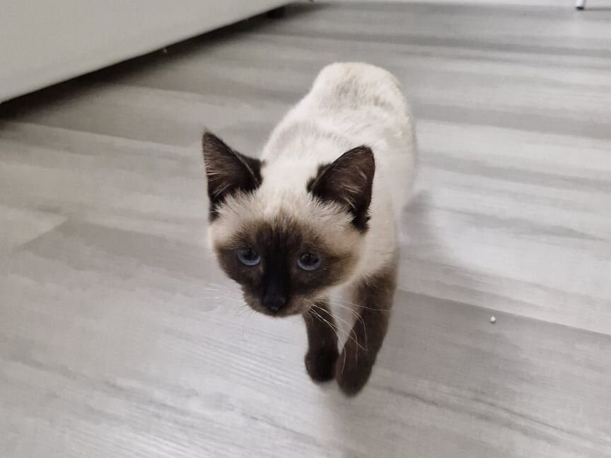 Котёнок сиамской окраски бесплатно