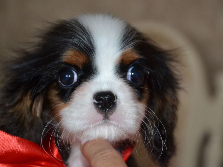 Мальчик кавалер кинг чарльз спаниель