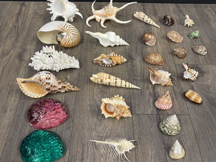 Ракушки коллекционные Кораллы и др