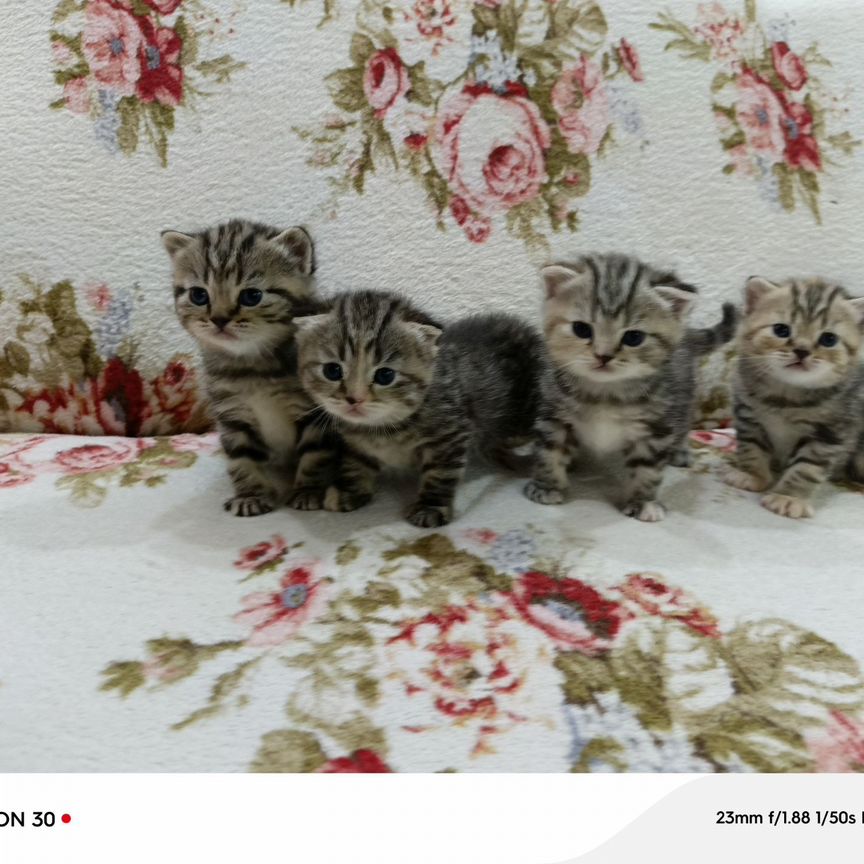 Шотландские котята