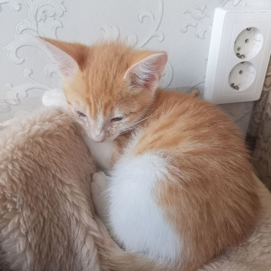 Котята ищут дом
