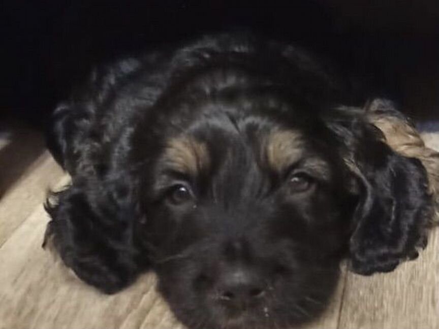 Мальчик помесь английский кокер-спаниель