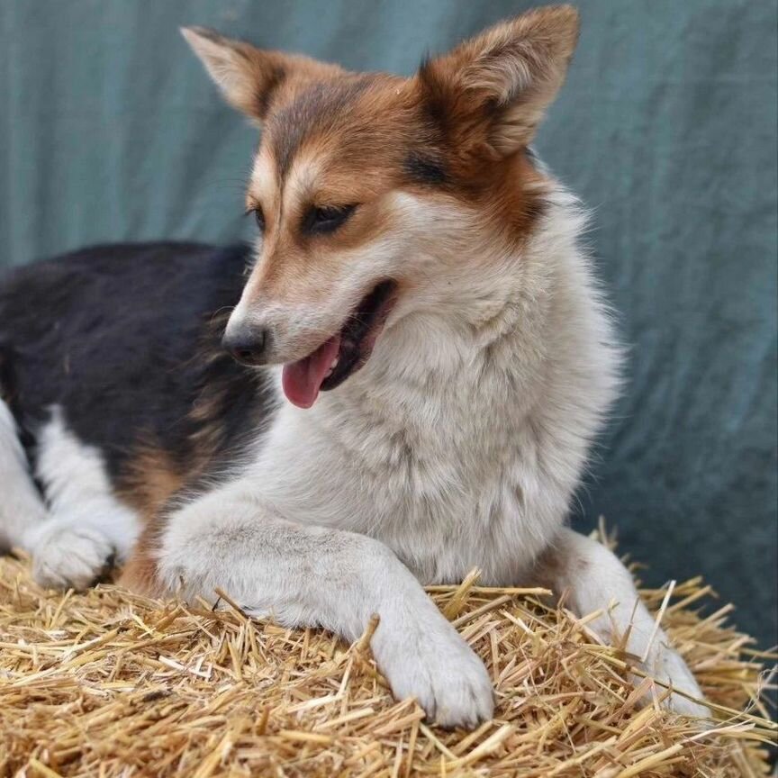 Собака в добрые руки