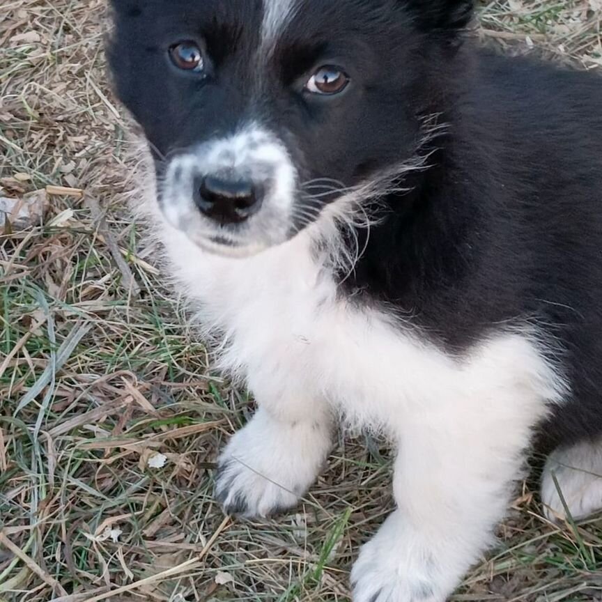 Щеночки в добрые руки