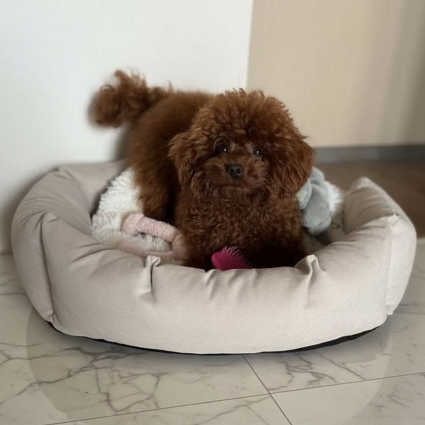 Maltipoo f1 baby face вязка