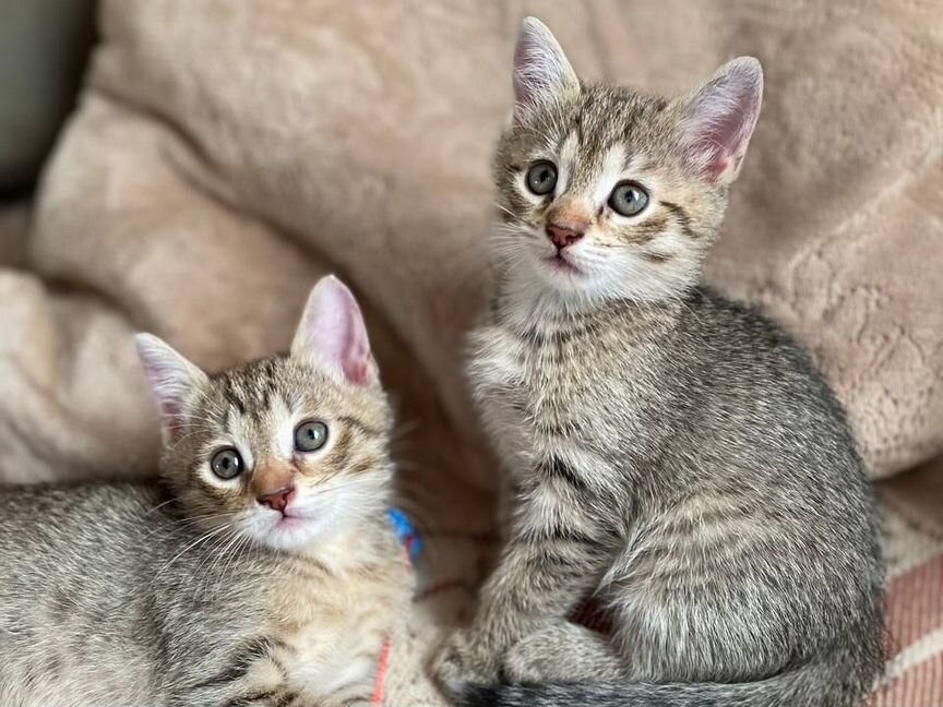 Котята