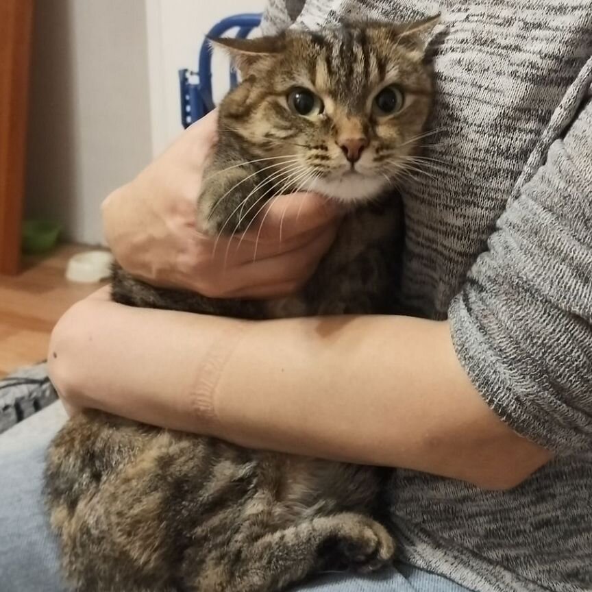 Взрослая кошка в добрые руки