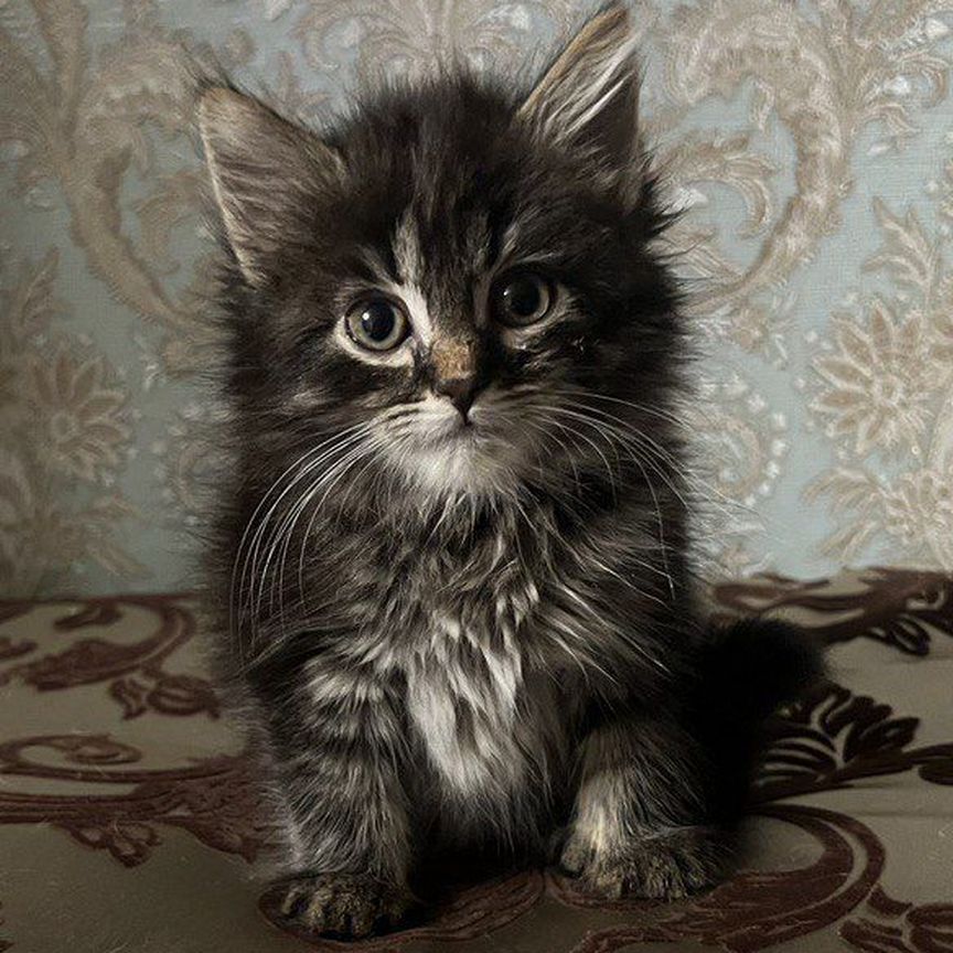 Сибирский котёнок