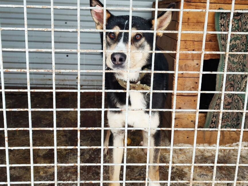 Чей потеряшка попал в отлов