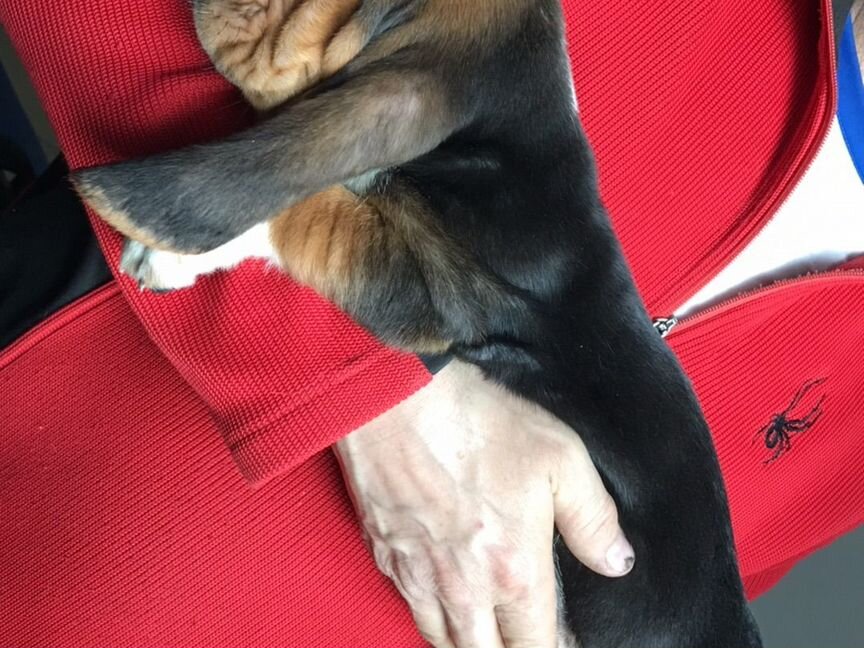 Бассет хаунд