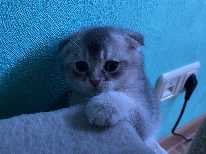 Продам котенка серенькова породы скоттиш фолл