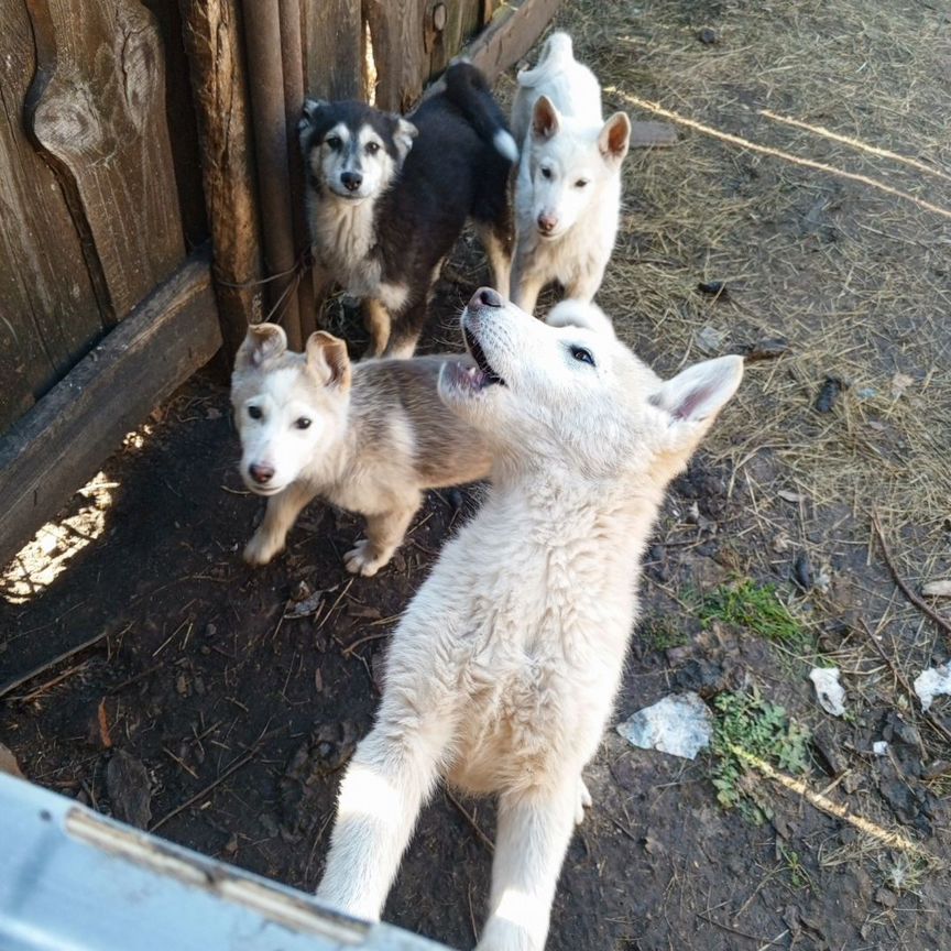 Западносибирская лайка, щенок