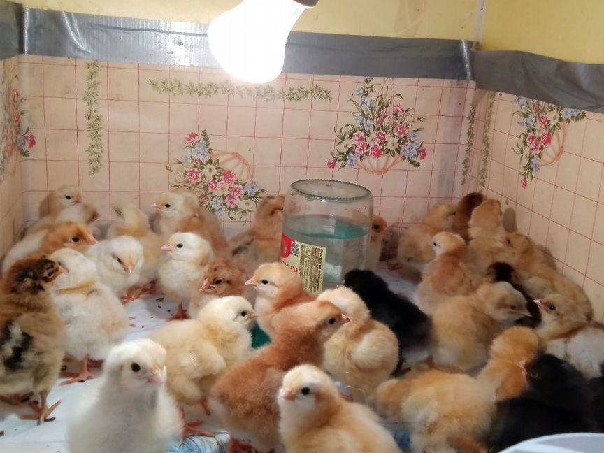 Цыплята