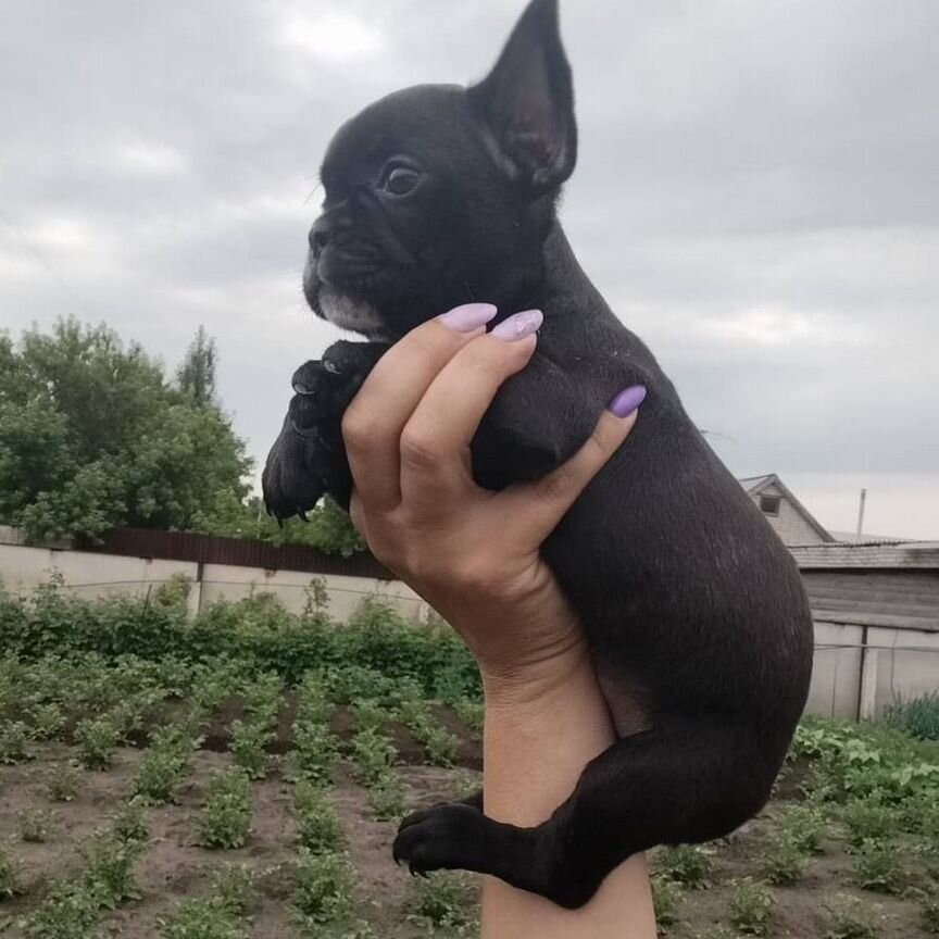 Щенок Французского будьдога