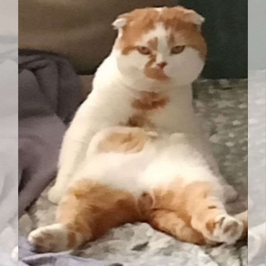 Вязка кошек