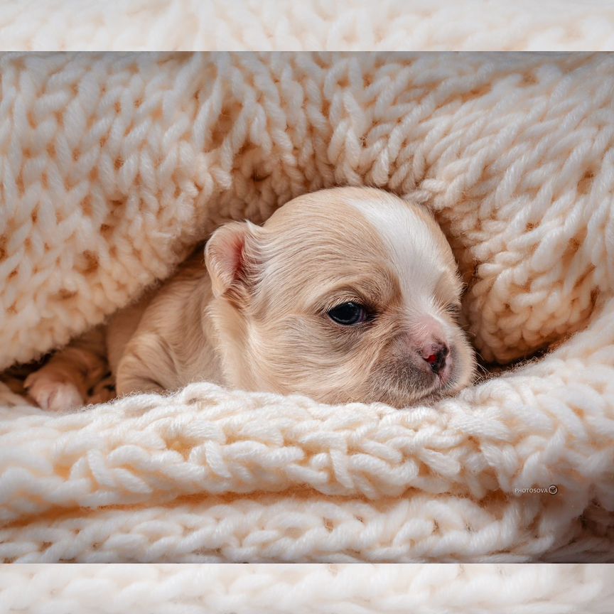 Чихуахуа, щенок