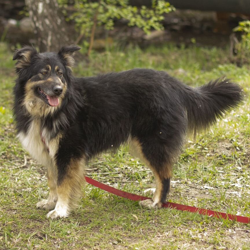 Туся в самые добрые руки