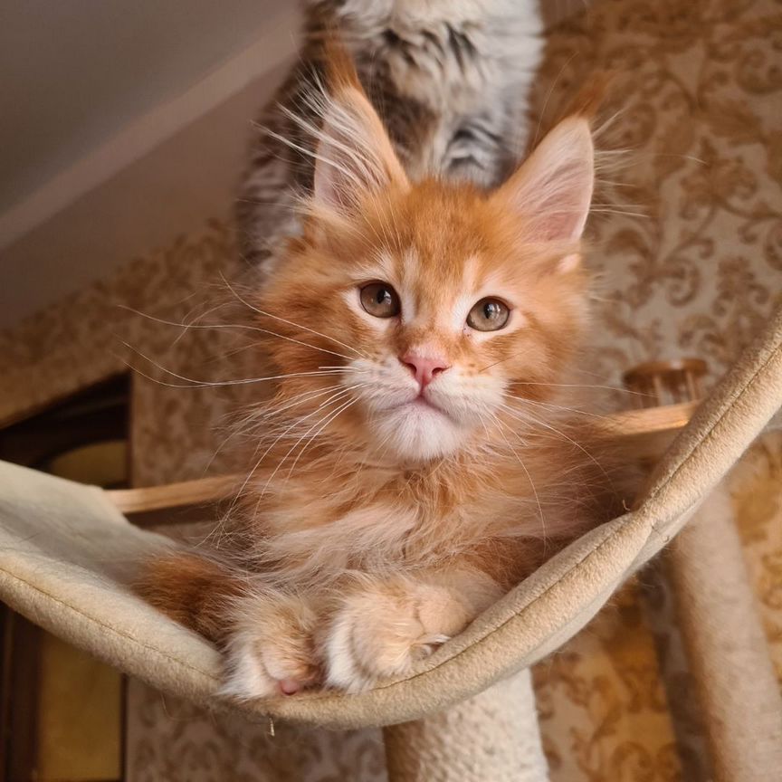 Мейн-кун котёнок