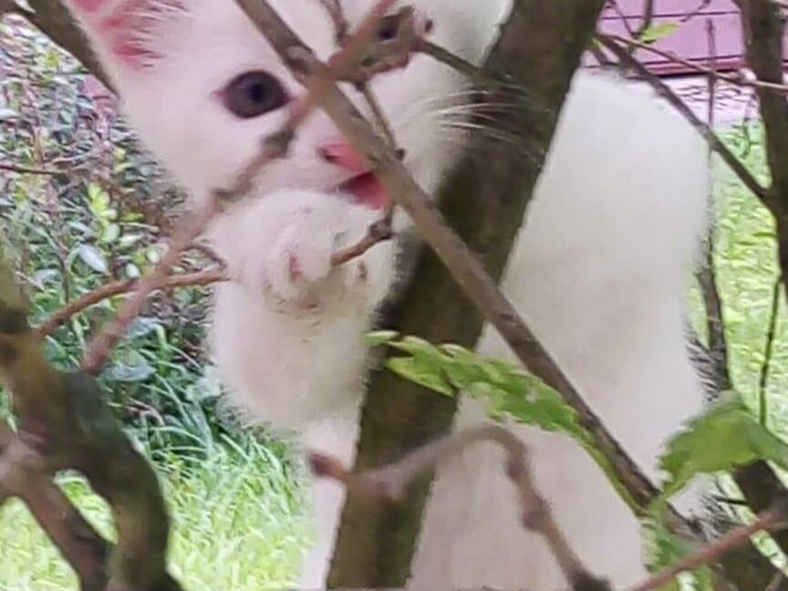 Котик Барсик