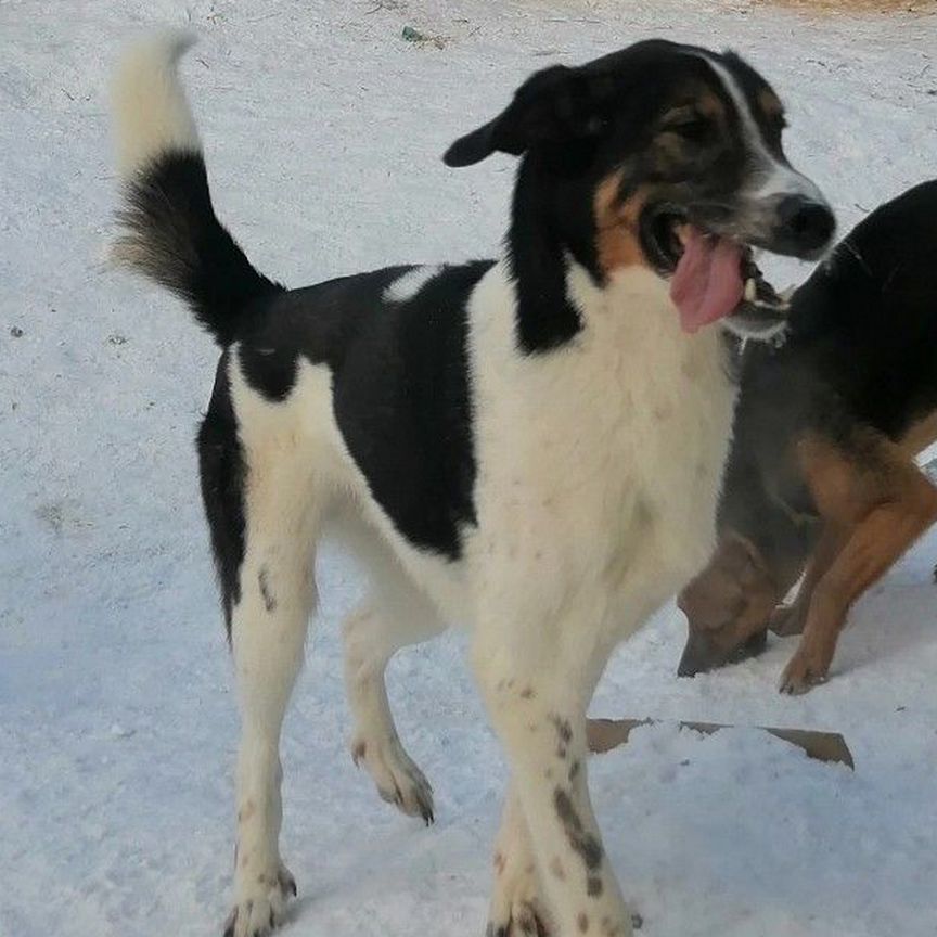 Мальчишка попал в Приют