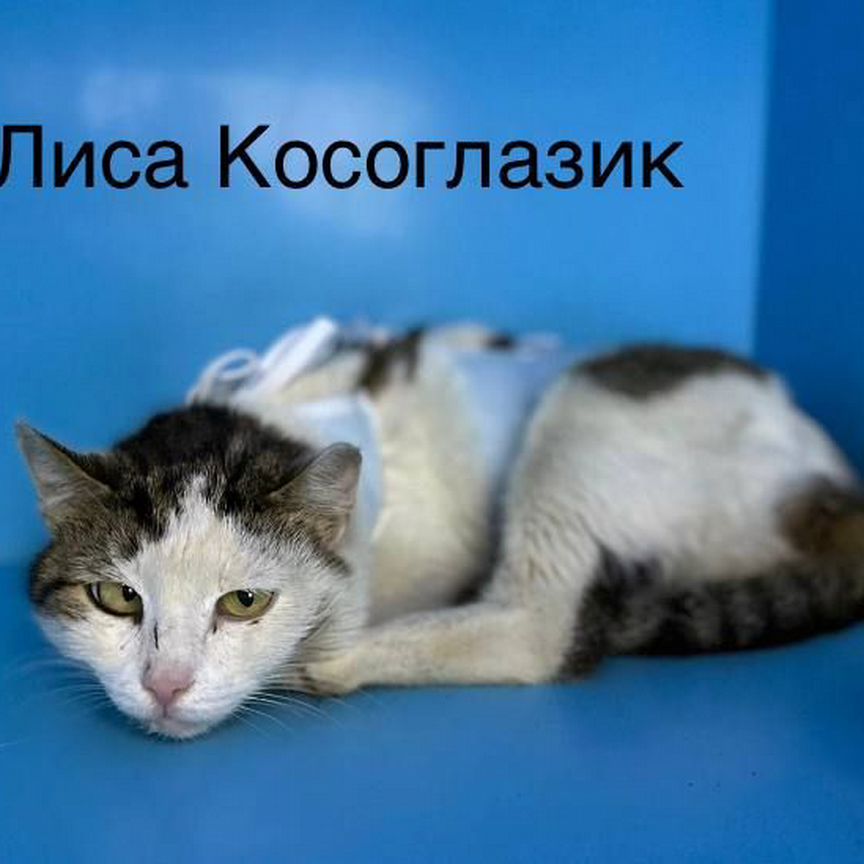 Лиса-косоглазик в добрые руки