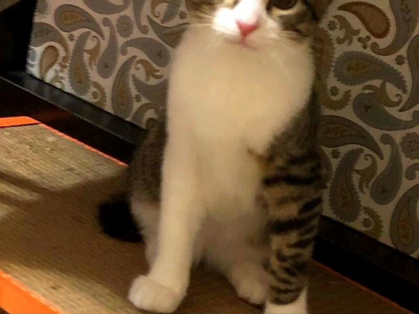 Кот Мурчик в заботливые руки