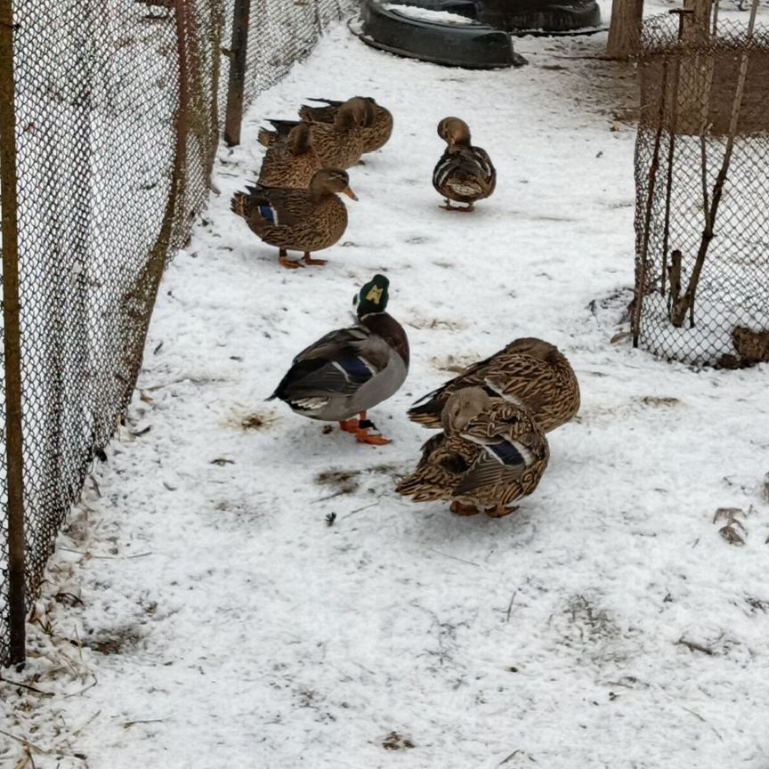 Подсадные утки