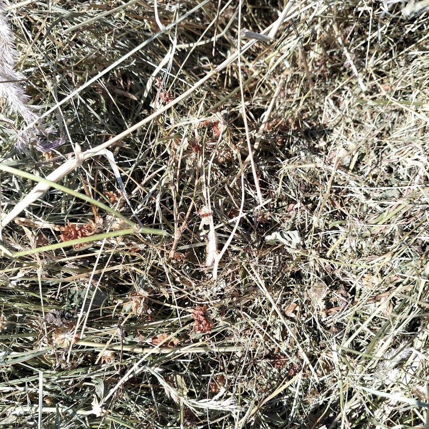 Сено в рулонах