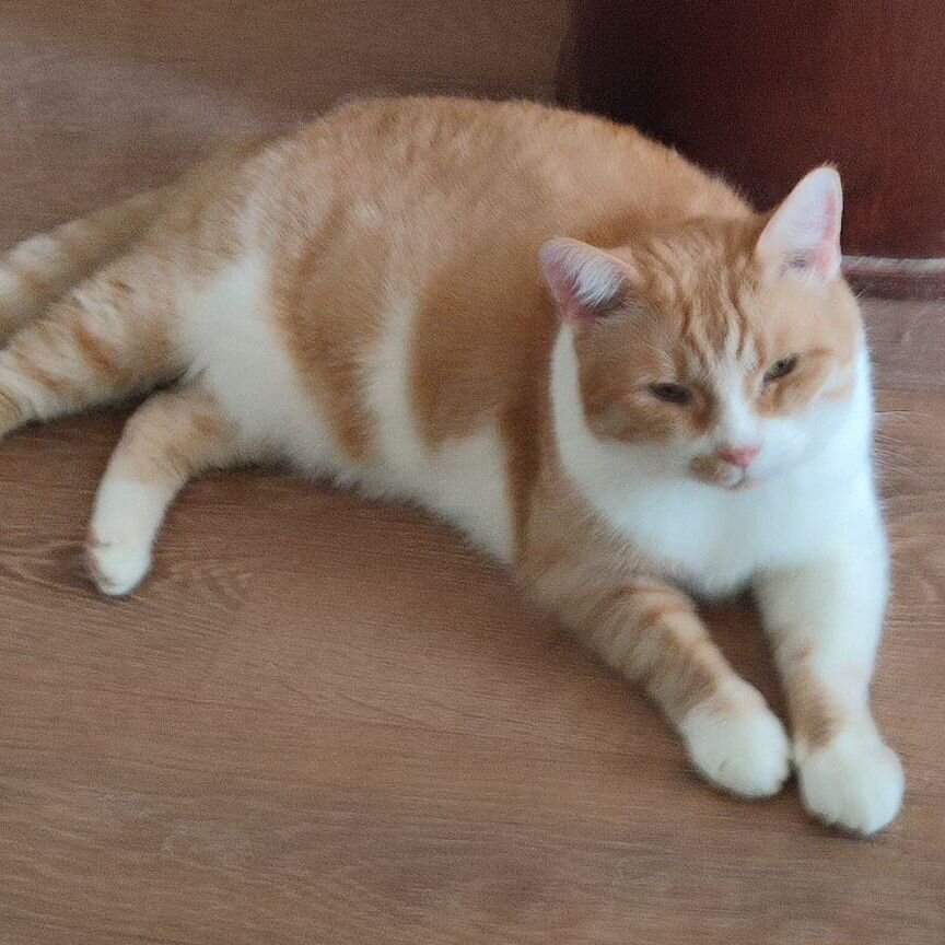 Отдам кота в добрые руки