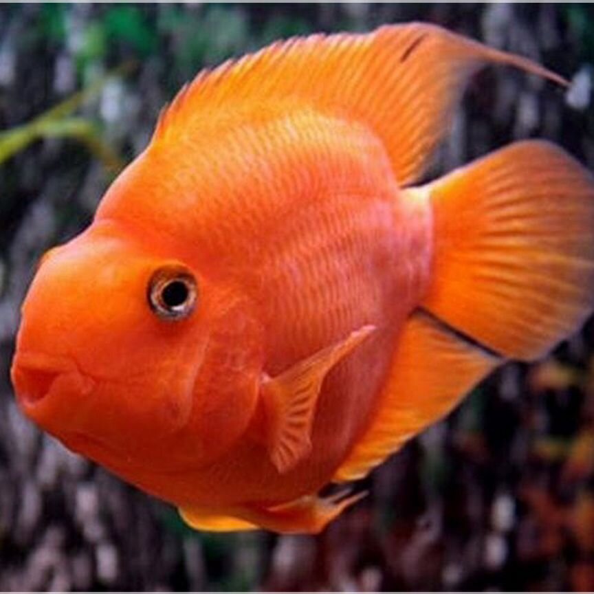 Аквариумные рыбки