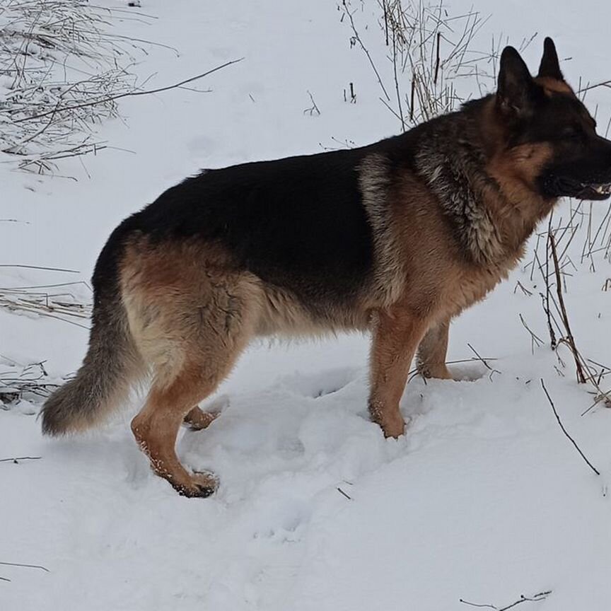 Немецкая овчарка, взрослый пёс