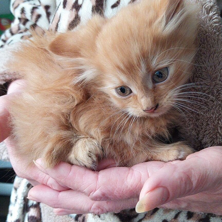 Рыжее счастье