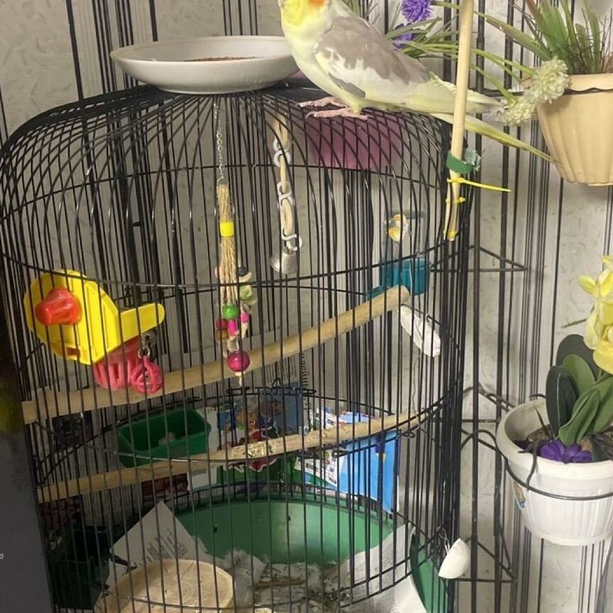 Попугай корелла с клеткой