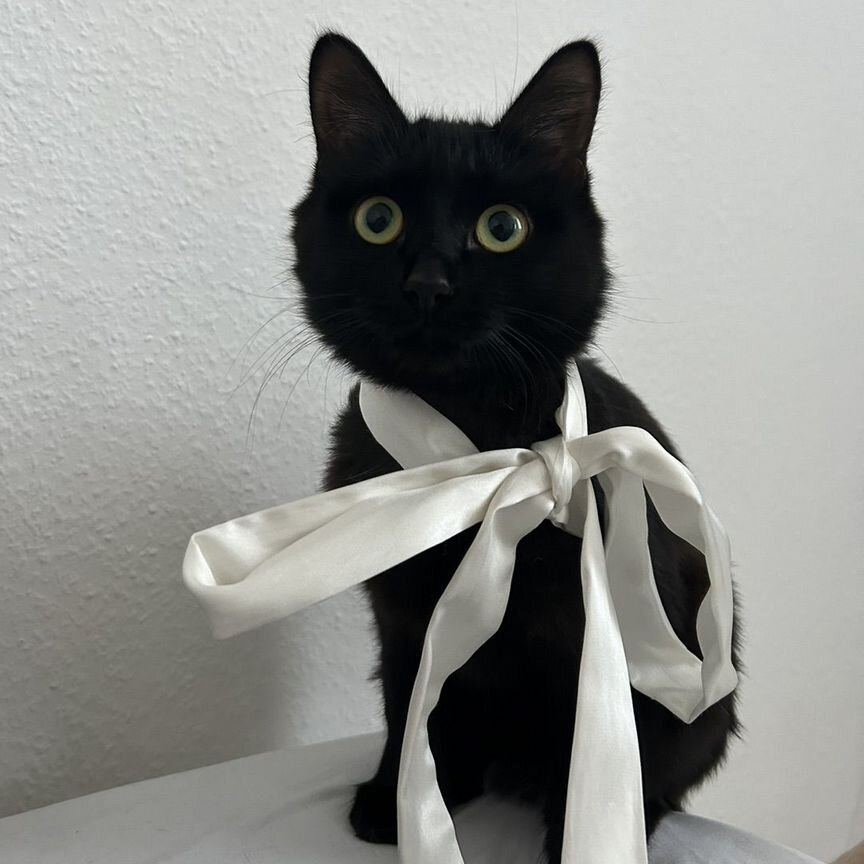 Кошки в добрые руки бесплатно