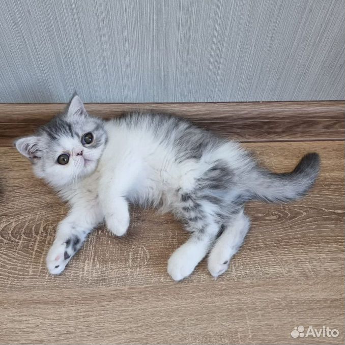 Кошечка-экзот шоу-класса