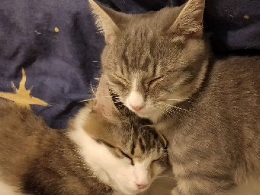 Особенные котята