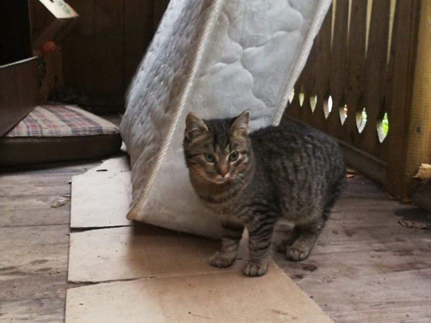 Котенок в беде