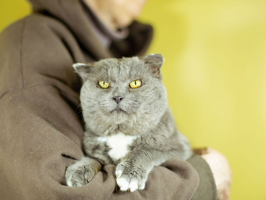 Добрый котик ищет семью