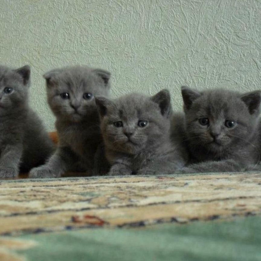 Шотландские котята