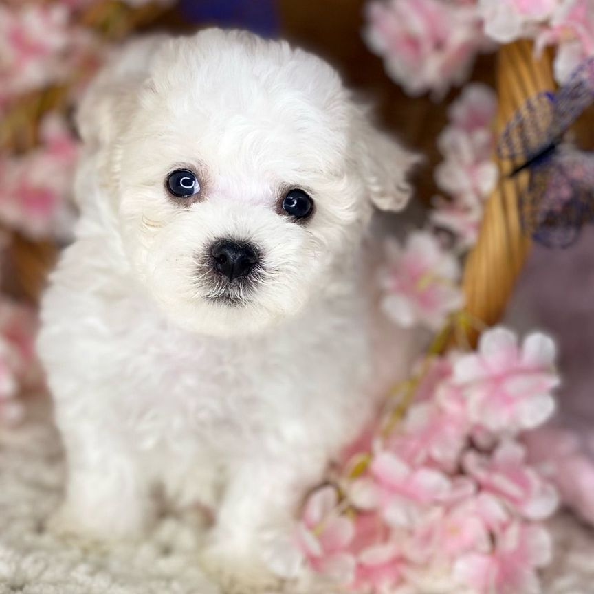 Бишон фризе, щенок