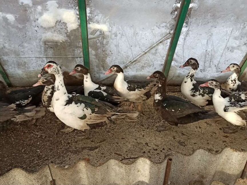 Индоутки