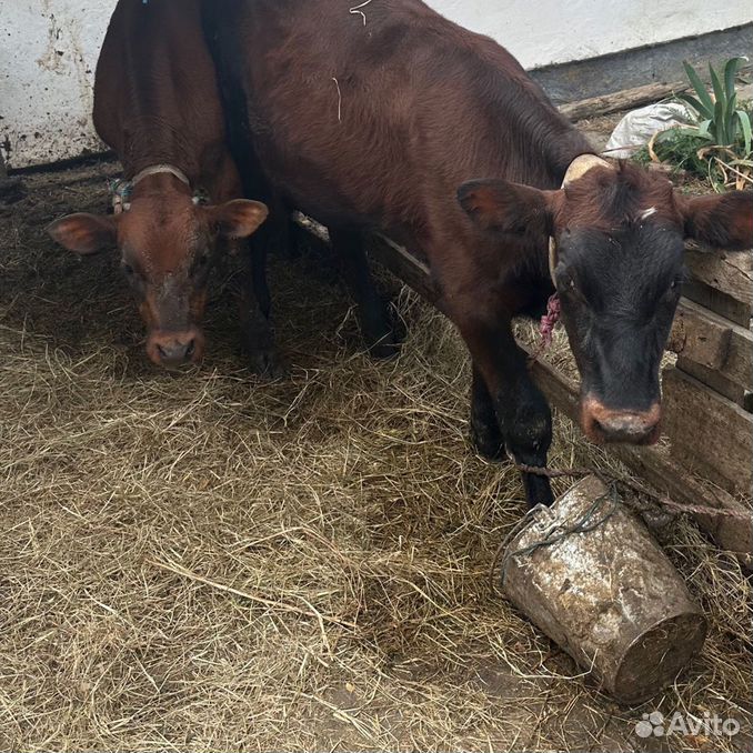 Продажа телят