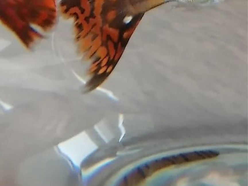 Рыбки гуппи