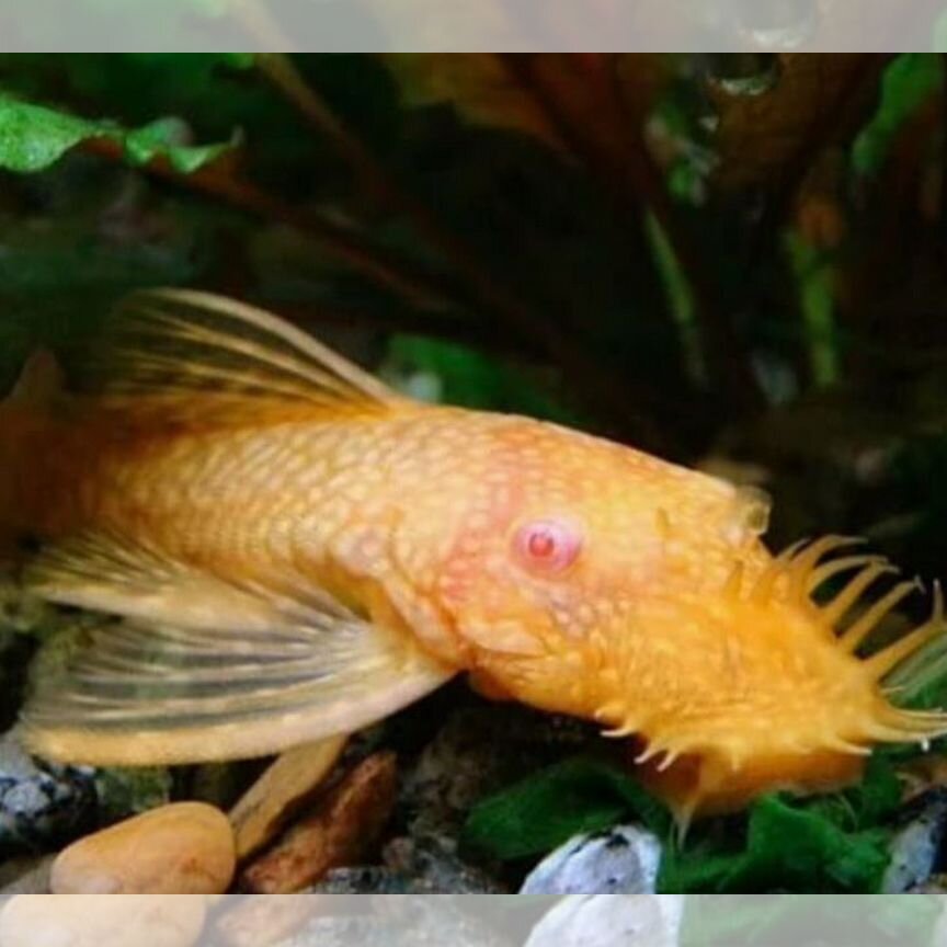 Сом золотой анциструс бронь