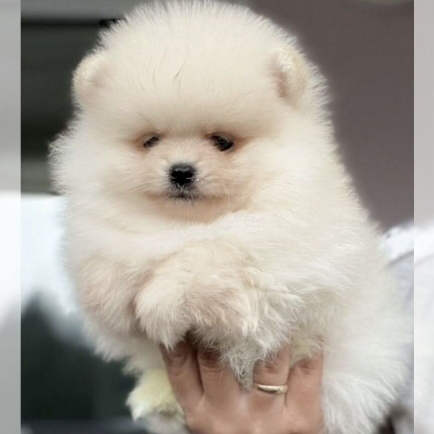 Померанский шпиц, щенок