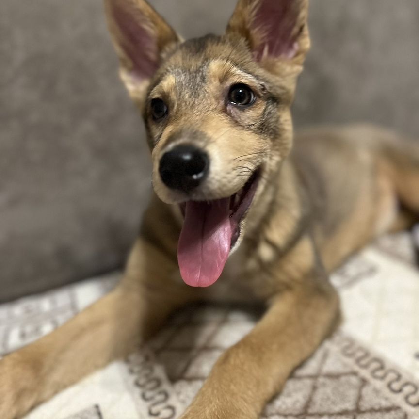 Щенок в добрые руки