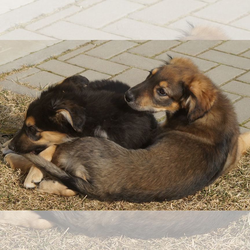 Щенки в добрые руки