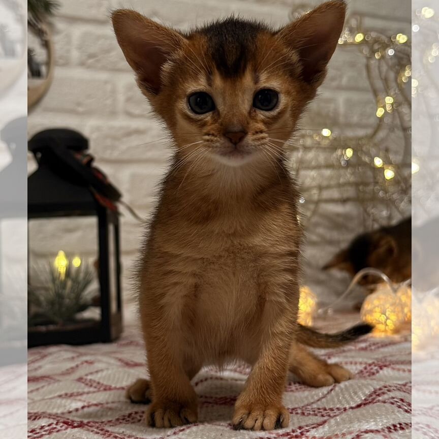 Абиссинский котёнок