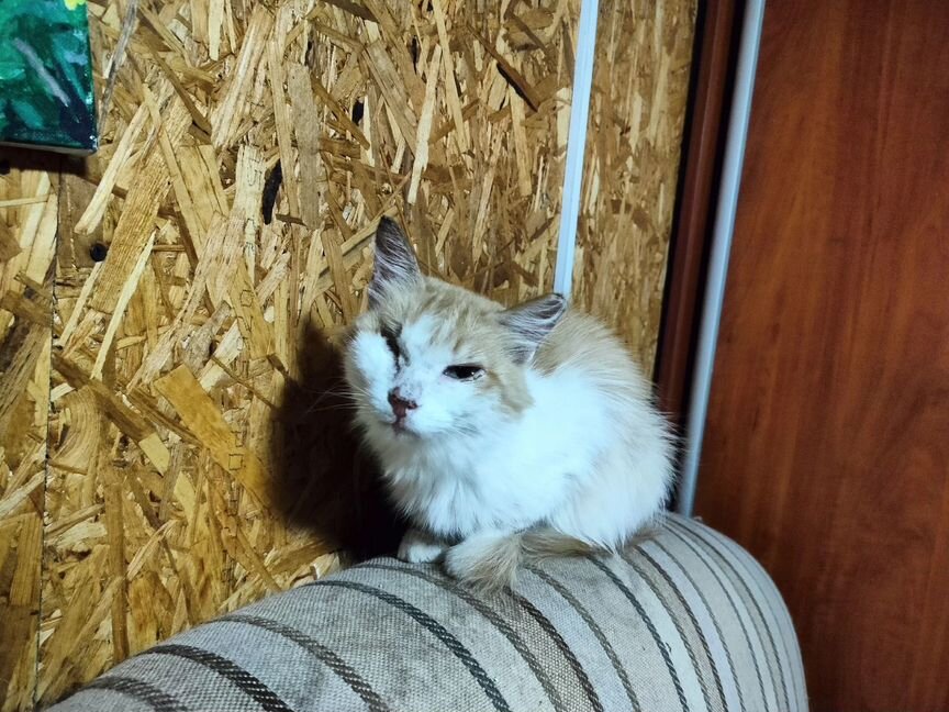 Особенная кошечка в добрые руки