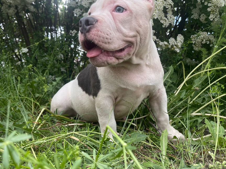 Щенок американский булли